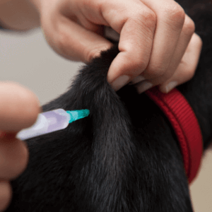 Pet Vaccinations Near Me 80125 - Redstone Animal Hospital